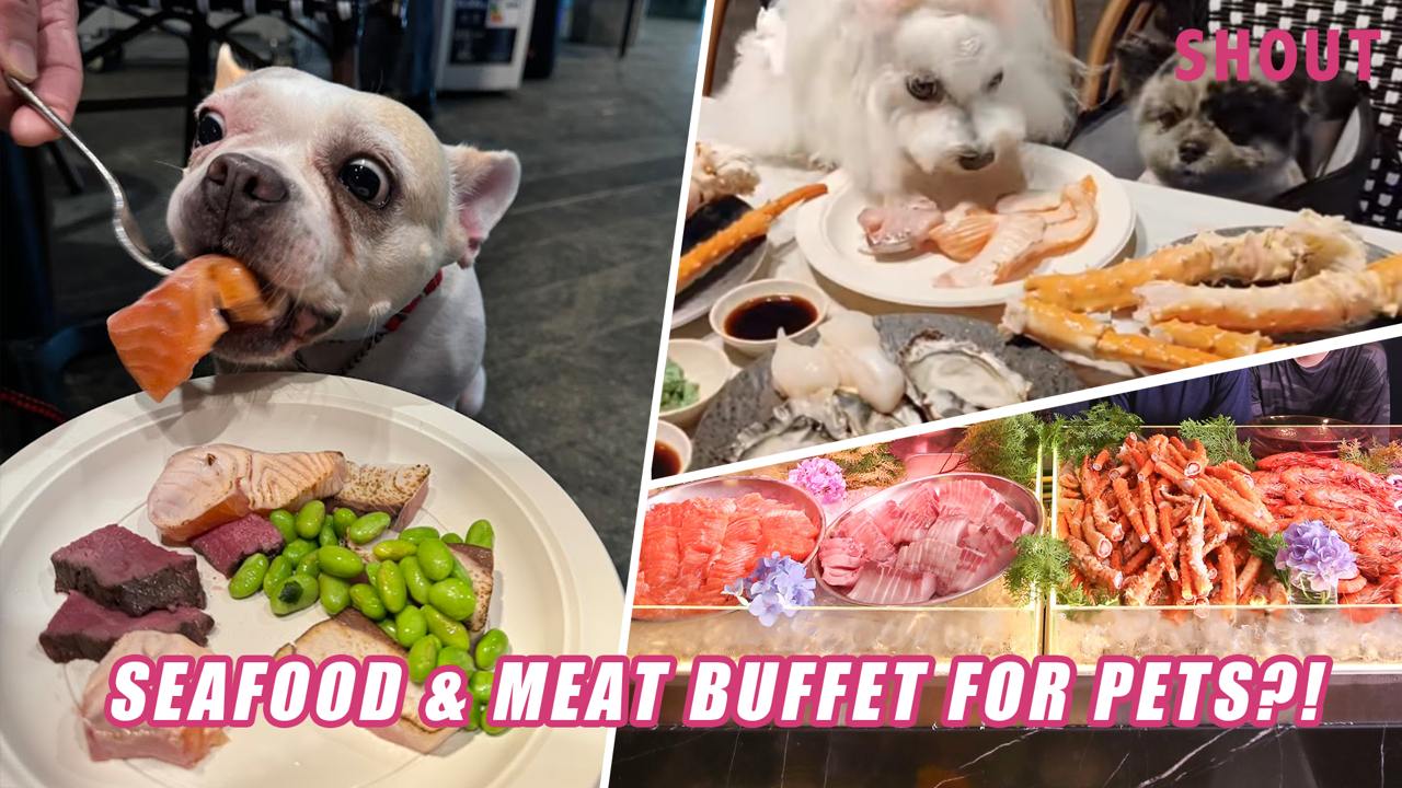 PET-FRIENDLY BUFFET HAS UNLIMITED SEAFOOD & MEAT FOR DOGS AT JUST $12 PER PET! - Shout