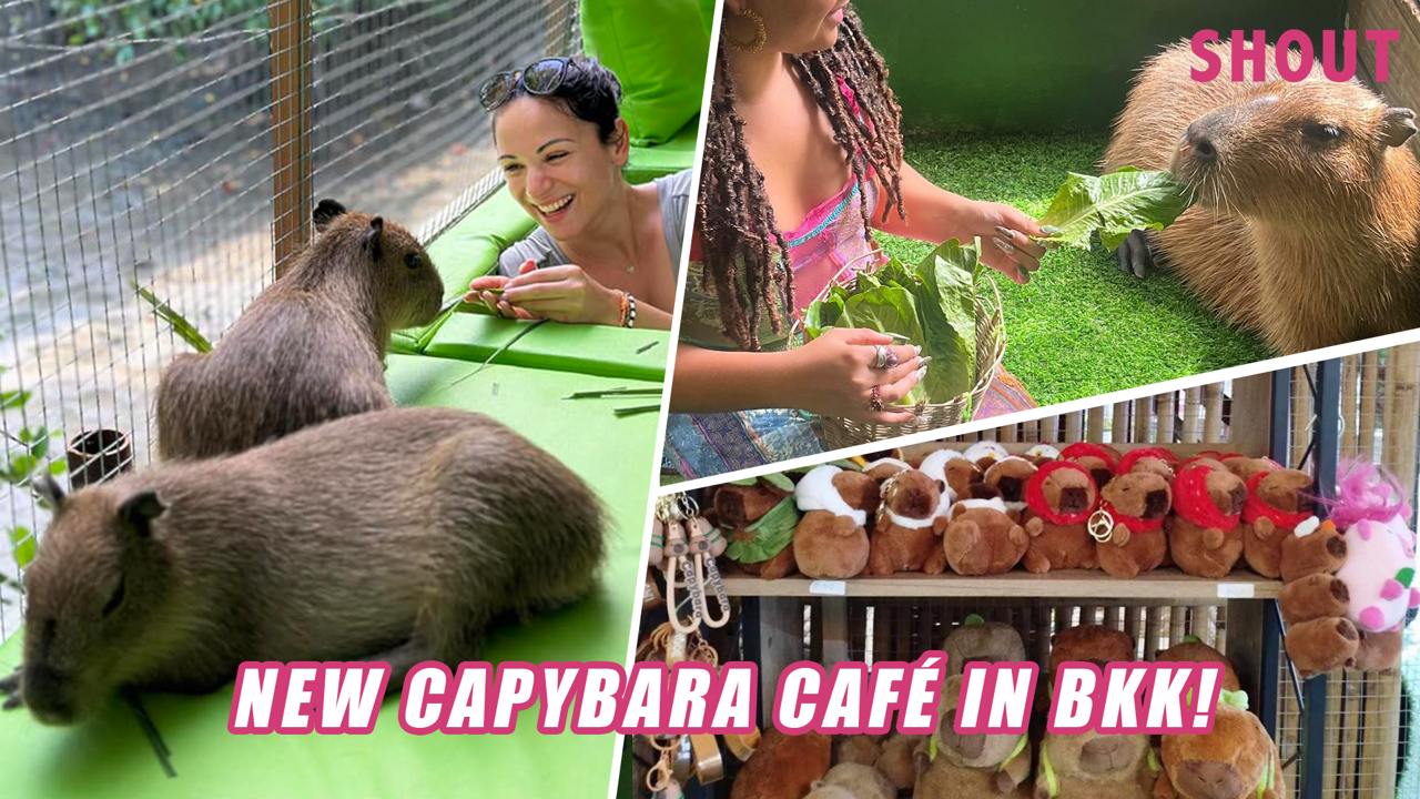 NEW CAPYBARA-THEMED CAFÉ IN BANGKOK HAS FRIENDLY CAPYBARAS & ADORABLE CAPYBARA MERCHANDISE! - Shout