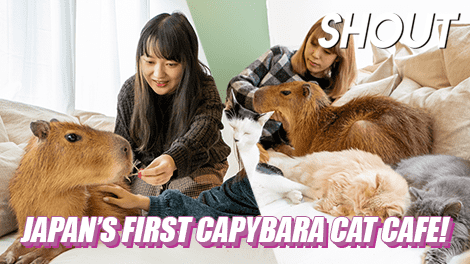Japan’s First Capybara Cat Cafe Opens in Tokyo - Shout