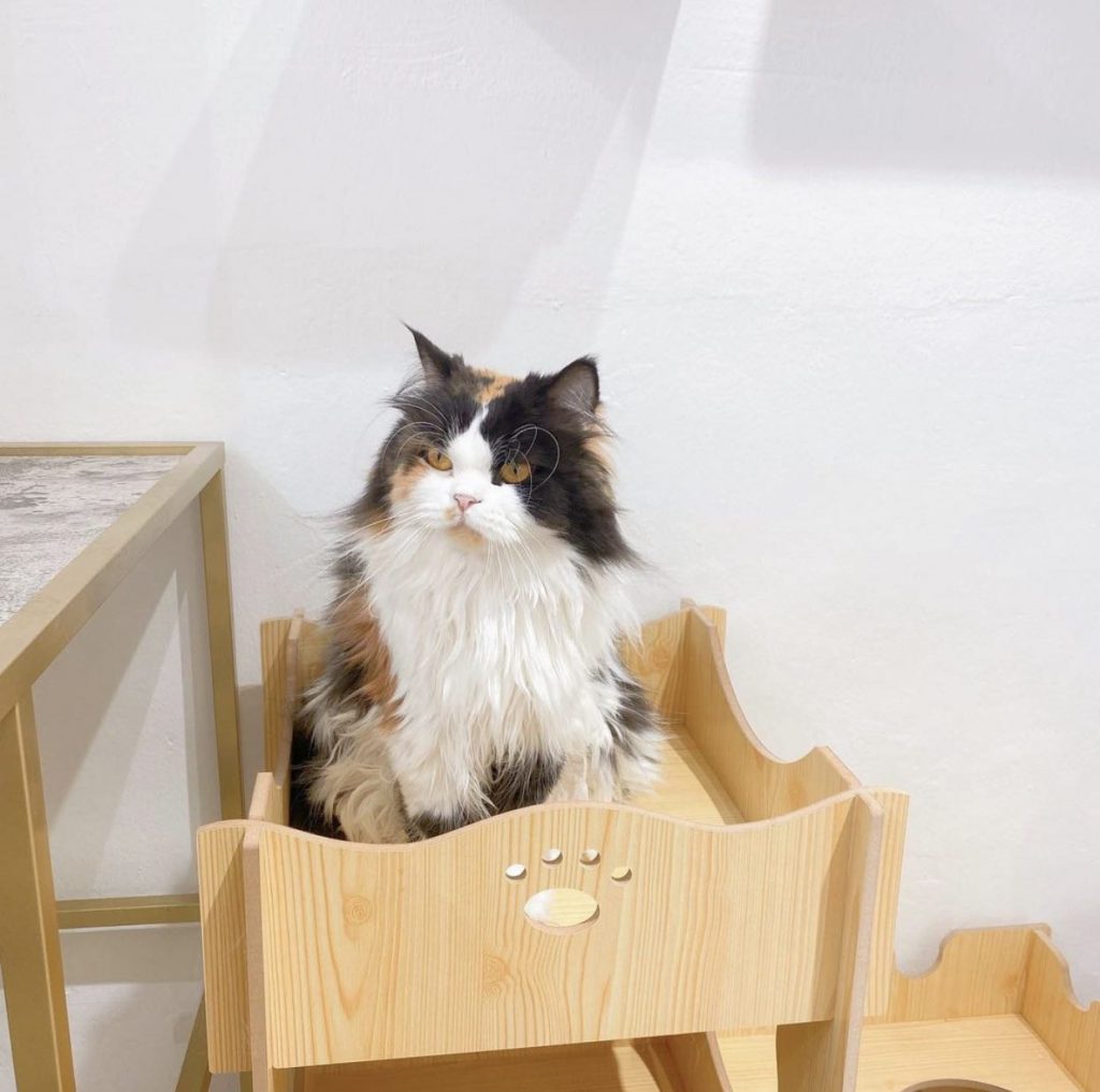 NEW CAT STORE HAS THE FLUFFIEST CATS AND FREE MERINGUE KITTY BISCUITS ...