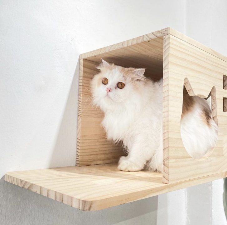 NEW CAT STORE HAS THE FLUFFIEST CATS AND FREE MERINGUE KITTY BISCUITS ...