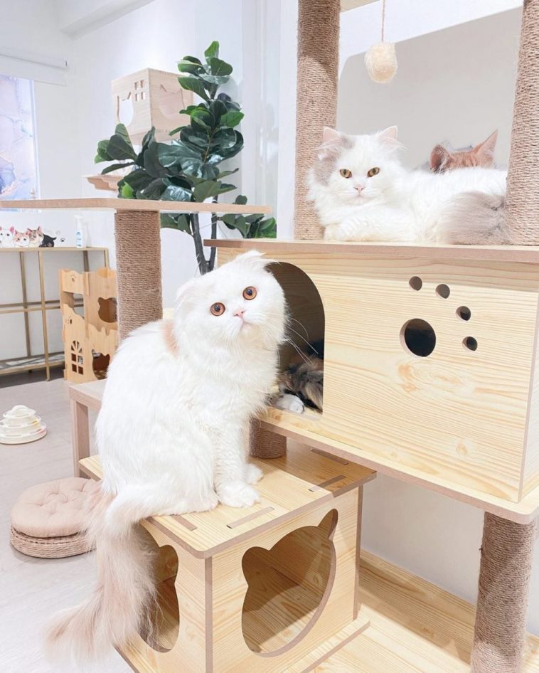NEW CAT STORE HAS THE FLUFFIEST CATS AND FREE MERINGUE KITTY BISCUITS ...