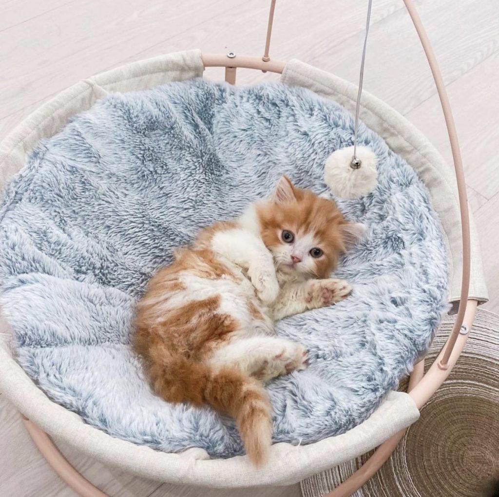 NEW CAT STORE HAS THE FLUFFIEST CATS AND FREE MERINGUE KITTY BISCUITS ...