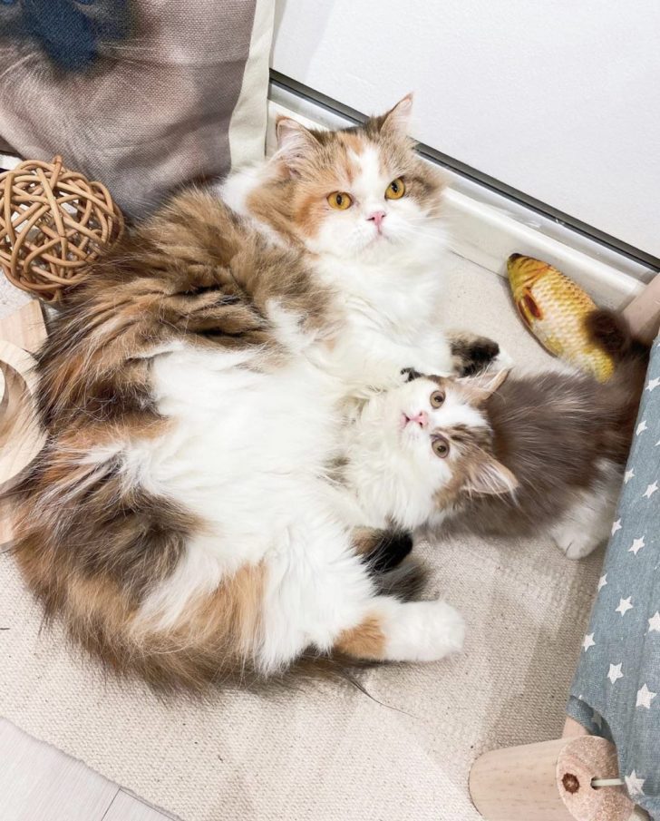 NEW CAT STORE HAS THE FLUFFIEST CATS AND FREE MERINGUE KITTY BISCUITS ...