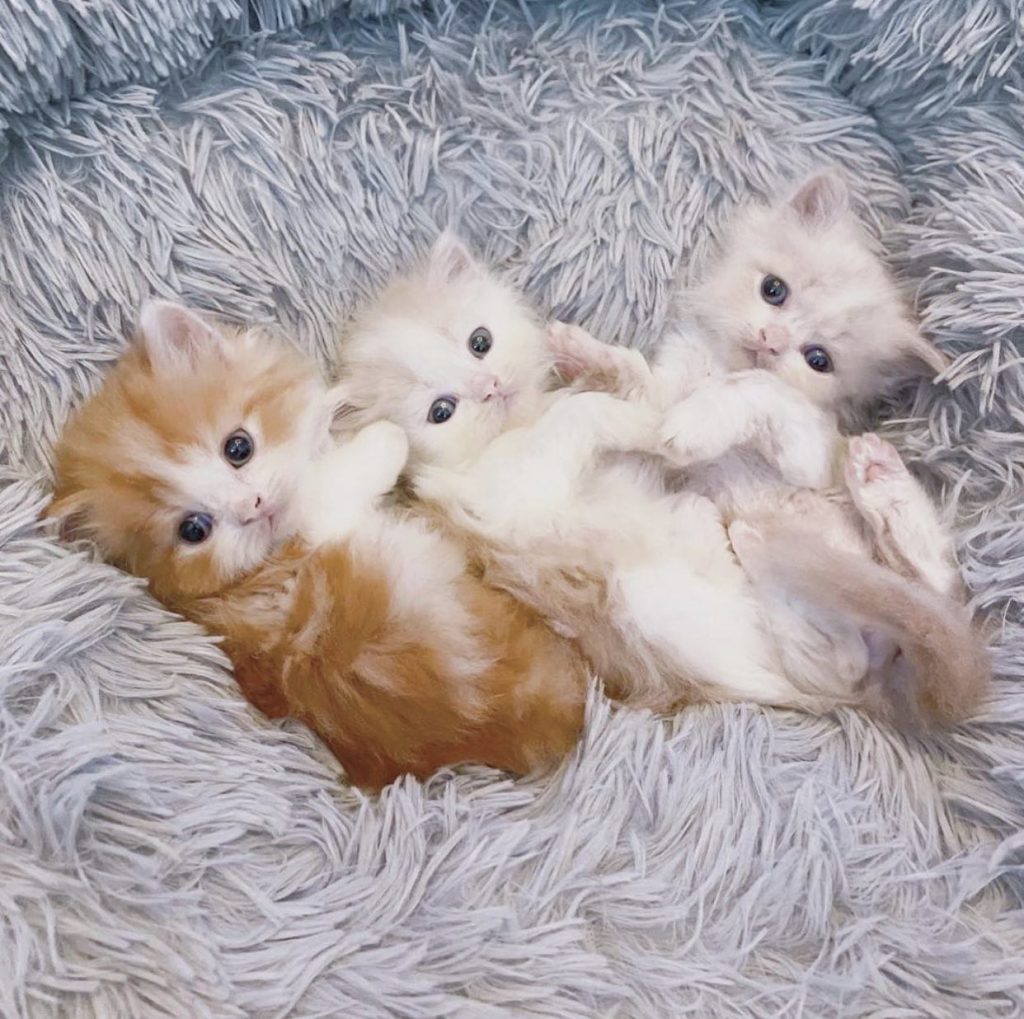 NEW CAT STORE HAS THE FLUFFIEST CATS AND FREE MERINGUE KITTY BISCUITS ...