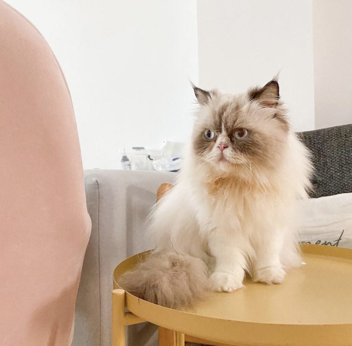 SINGAPORE'S FIRST ART JAMMING WITH CATS FOR JUST $40 WITH A FREE DRINK ...