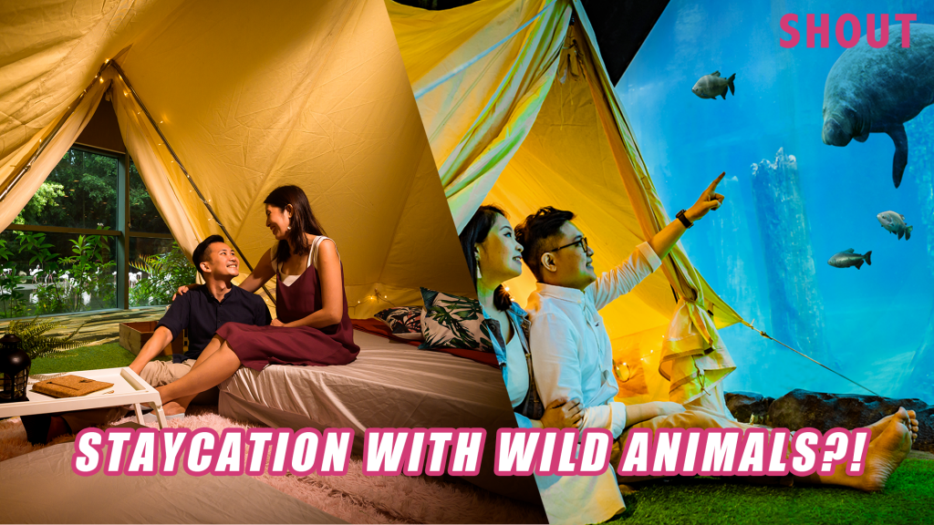WILD STAYCATION EXPERIENCE WITH FLAMINGOS, ELEPHANTS & MANATEES! - Shout