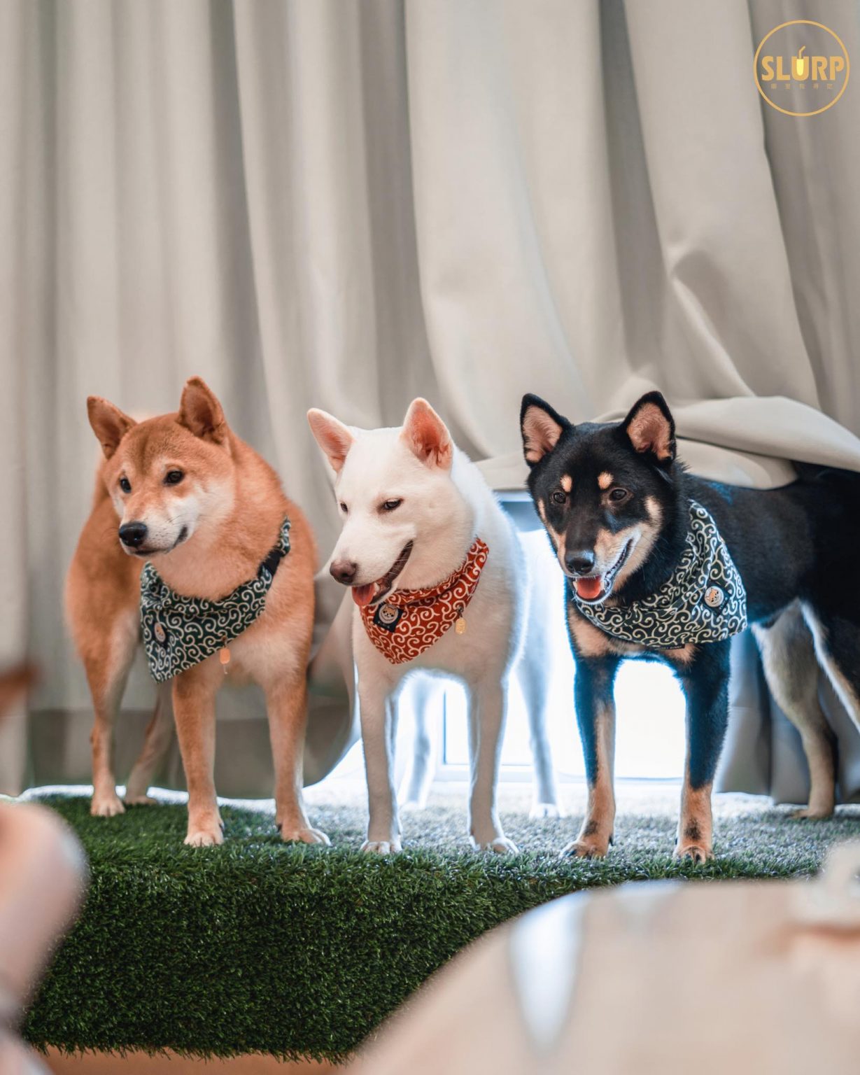VISIT MALAYSIA’S FIRST-EVER SHIBA INU CAFÉ FOR RM10 A SESSION WITH FREE ...