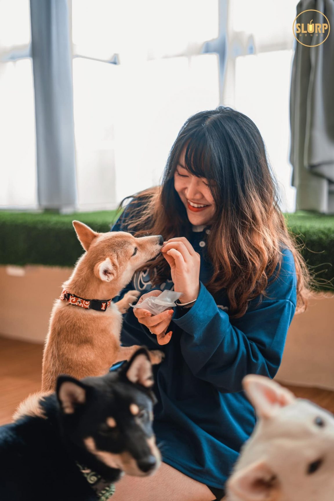 VISIT MALAYSIA’S FIRST-EVER SHIBA INU CAFÉ FOR RM10 A SESSION WITH FREE ...