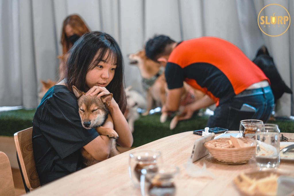 VISIT MALAYSIA’S FIRST-EVER SHIBA INU CAFÉ FOR RM10 A SESSION WITH FREE ...