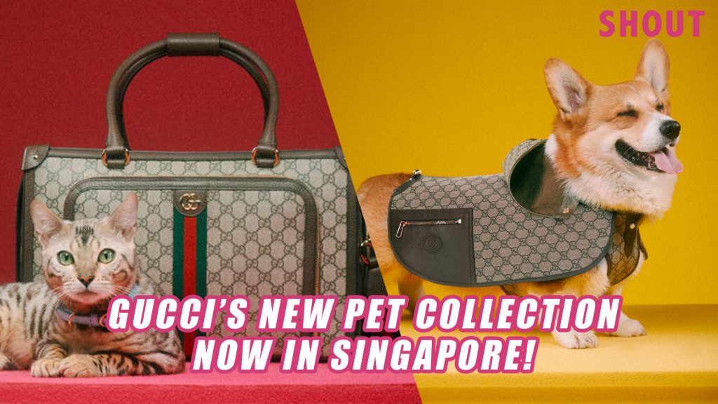 GUCCI’S FIRST LUXE PET COLLECTION IS AVAILABLE IN SINGAPORE WITH ...