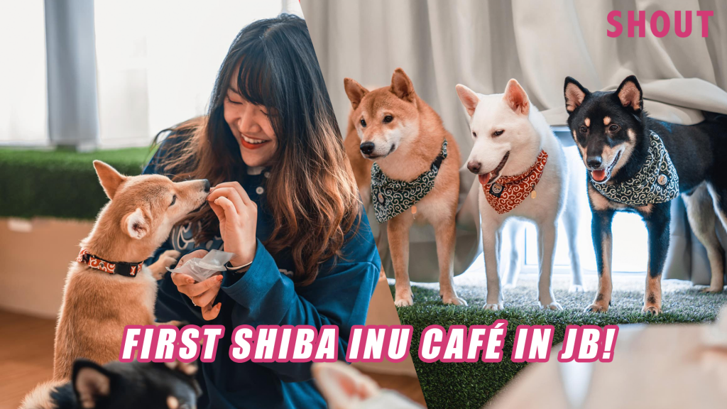 VISIT MALAYSIA’S FIRST-EVER SHIBA INU CAFÉ FOR RM10 A SESSION WITH FREE ...