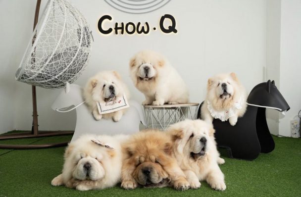 THIS DOG CAFÉ IN JOHOR BAHRU IS 20 MINUTES AWAY FROM THE CHECKPOINT ...