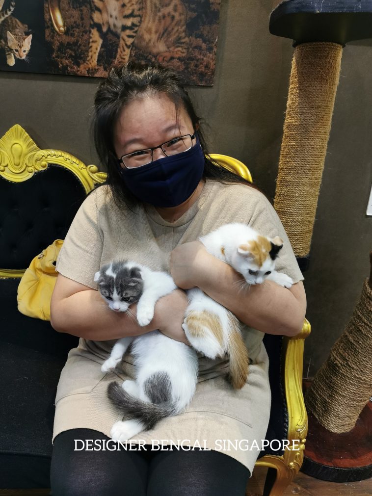THIS CATTERY IN EAST COAST LETS YOU PET EXOTIC KITTIES FOR JUST $5/PAX ...