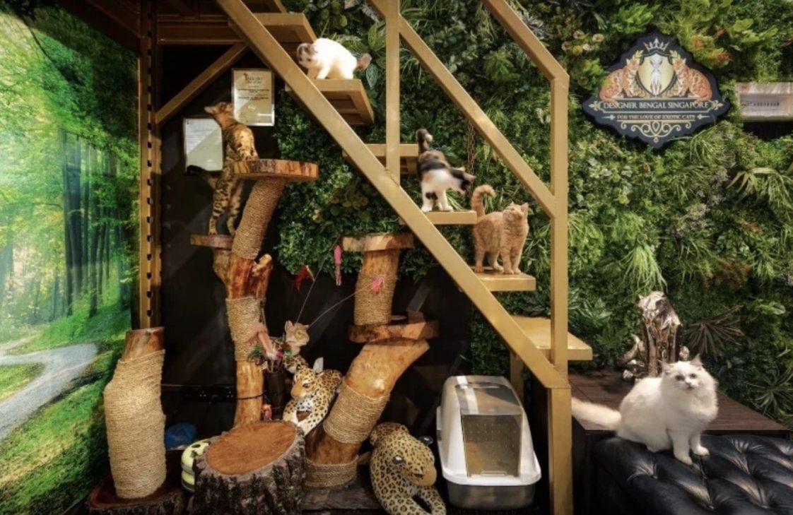 THIS CATTERY IN EAST COAST LETS YOU PET EXOTIC KITTIES FOR JUST $5/PAX ...