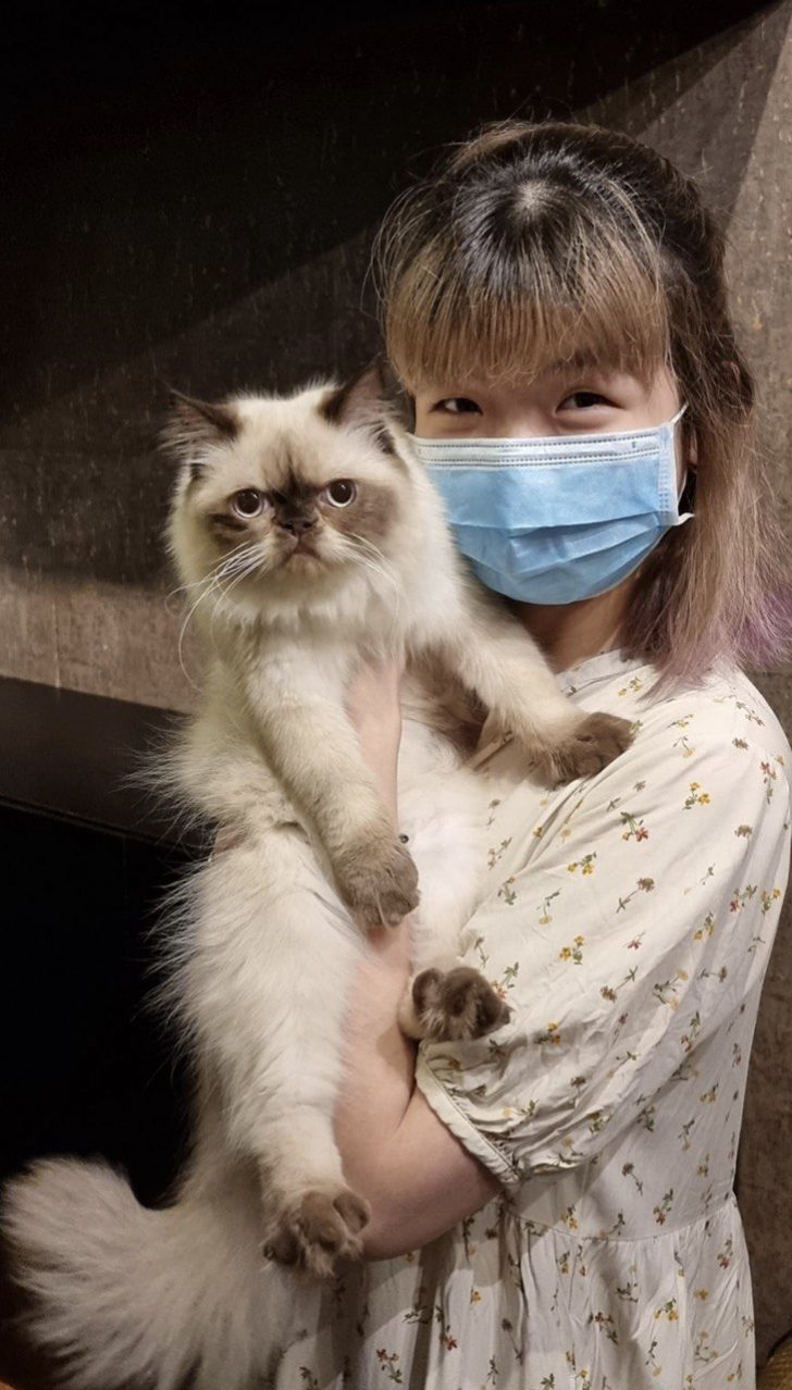 THIS CATTERY IN EAST COAST LETS YOU PET EXOTIC KITTIES FOR JUST $5/PAX ...