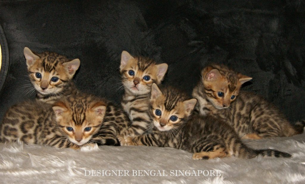 THIS CATTERY IN EAST COAST LETS YOU PET EXOTIC KITTIES FOR JUST $5/PAX ...