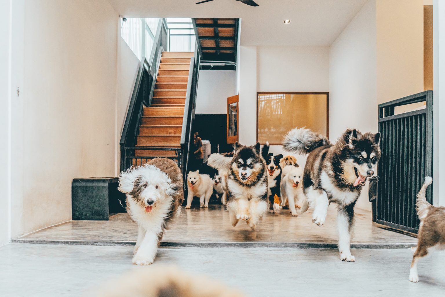 THIS 2-STOREY DOG & CAT CAFÉ IN JOHOR BAHRU HAS OVER 10 UNIQUE BREEDS ...