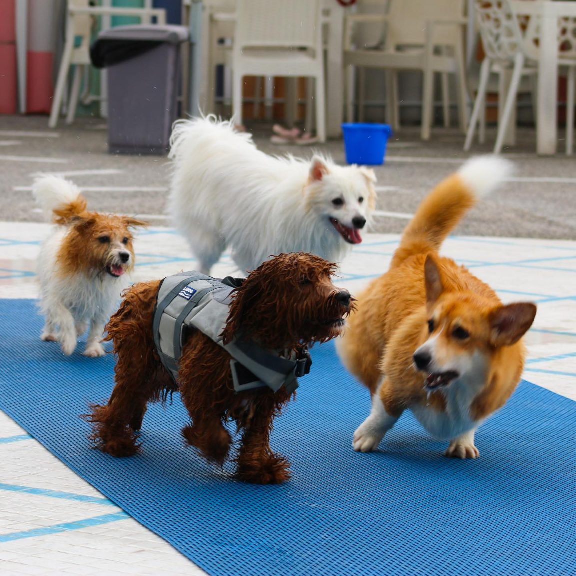 A DOG-FRIENDLY WATERPARK, UNCLE RINGO CARNIVAL & WEEKEND MARKET IS ...