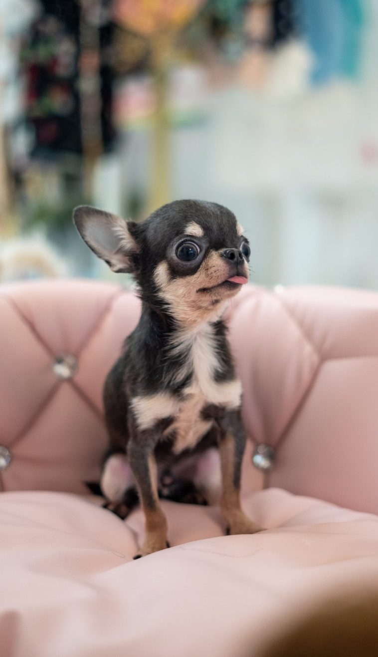 GET JAPANESE TEACUP PETS FOR YOUR SMALL HOMES FROM TIARA PETS’ FIRST ...