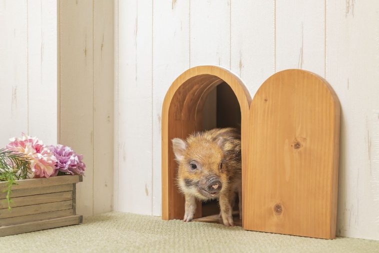MEET TINY MICRO-SIZED PIGS AT THIS MINI PIG CAFÉ IN JAPAN! - Shout
