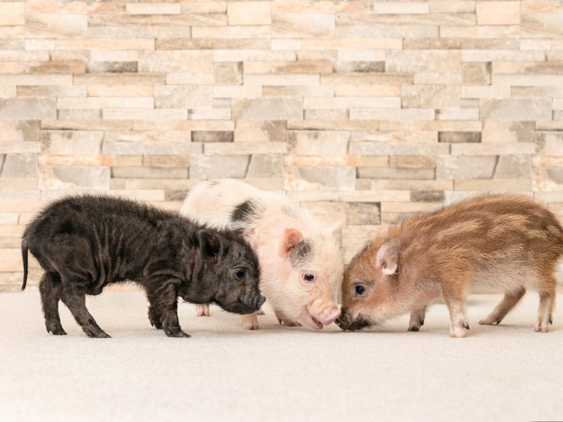 MEET TINY MICRO-SIZED PIGS AT THIS MINI PIG CAFÉ IN JAPAN! - Shout