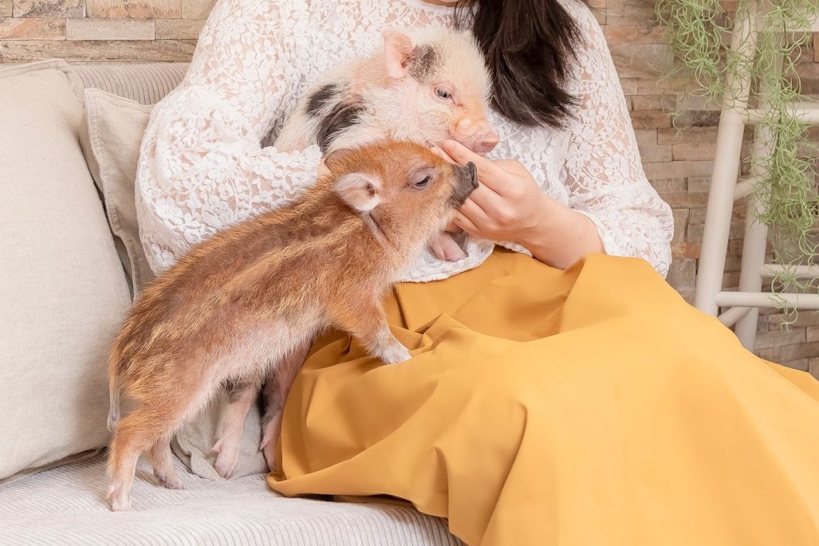 MEET TINY MICRO-SIZED PIGS AT THIS MINI PIG CAFÉ IN JAPAN! - Shout