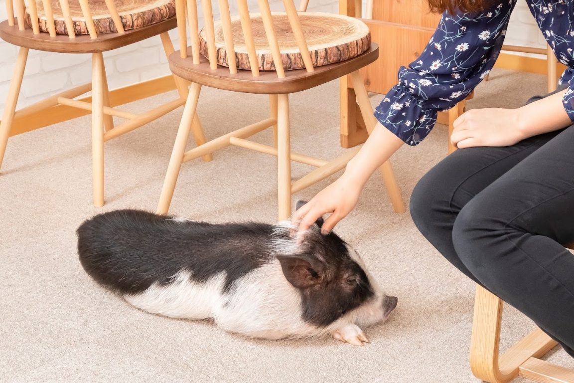 MEET TINY MICRO-SIZED PIGS AT THIS MINI PIG CAFÉ IN JAPAN! - Shout