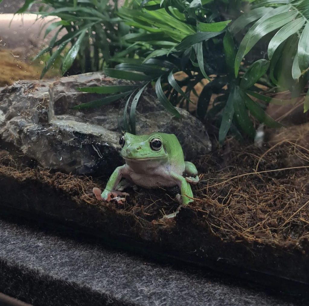 THIS REPTILE DESSERT CAFÉ IN KUALA LUMPUR LETS YOU DINE WITH LIVE ...