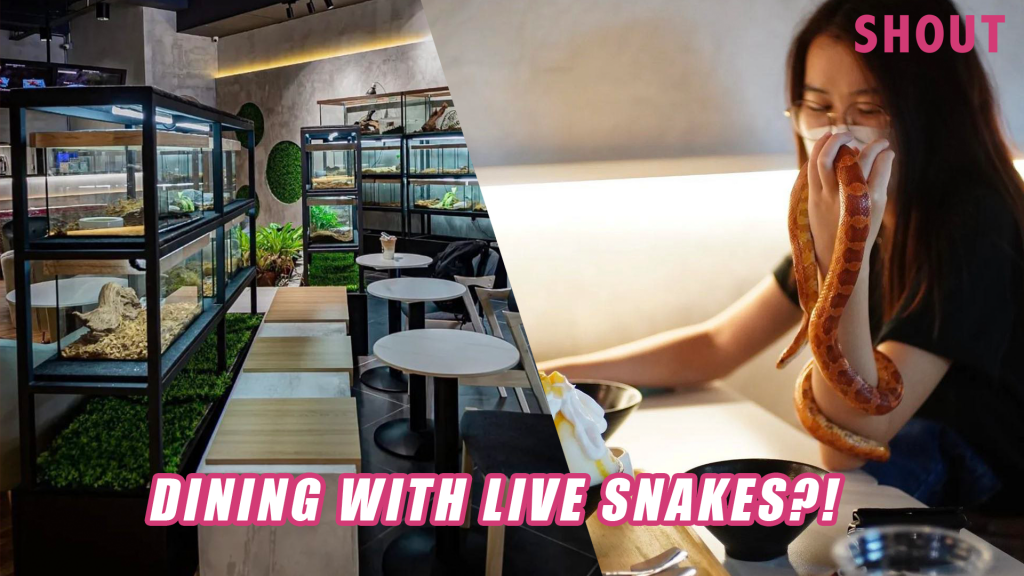 THIS REPTILE DESSERT CAFÉ IN KUALA LUMPUR LETS YOU DINE WITH LIVE ...