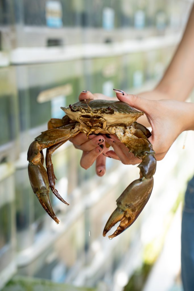 THIS “CRAB CONDO” IN SINGAPORE FARMS GIANT CRABS THAT YOU CAN EAT OR ...