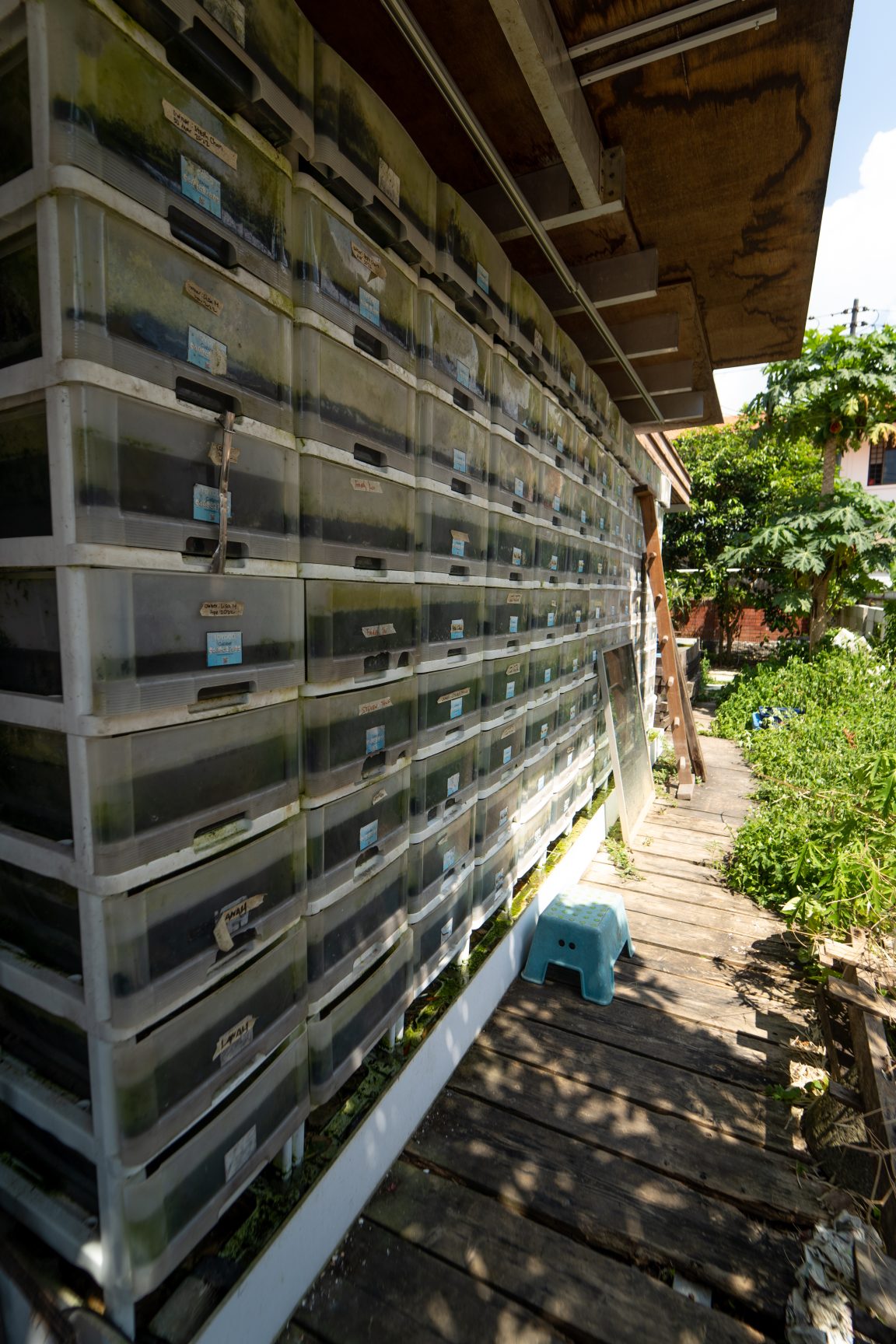 THIS “CRAB CONDO” IN SINGAPORE FARMS GIANT CRABS THAT YOU CAN EAT OR ...