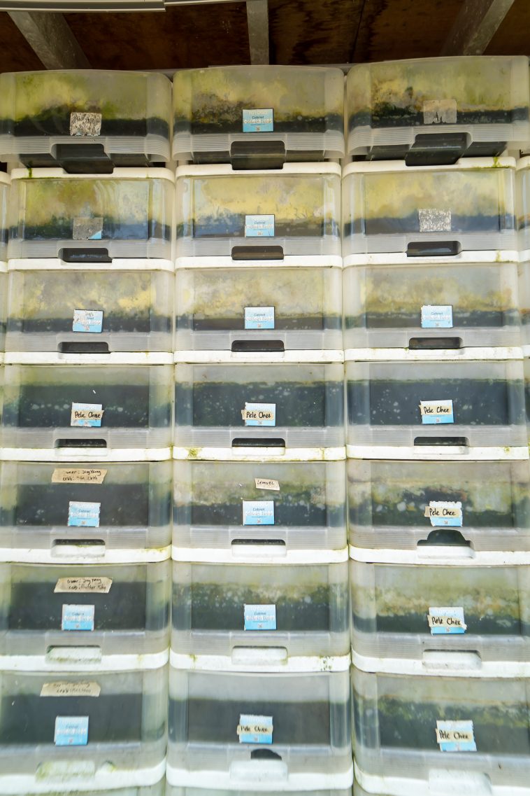 THIS “CRAB CONDO” IN SINGAPORE FARMS GIANT CRABS THAT YOU CAN EAT OR ...