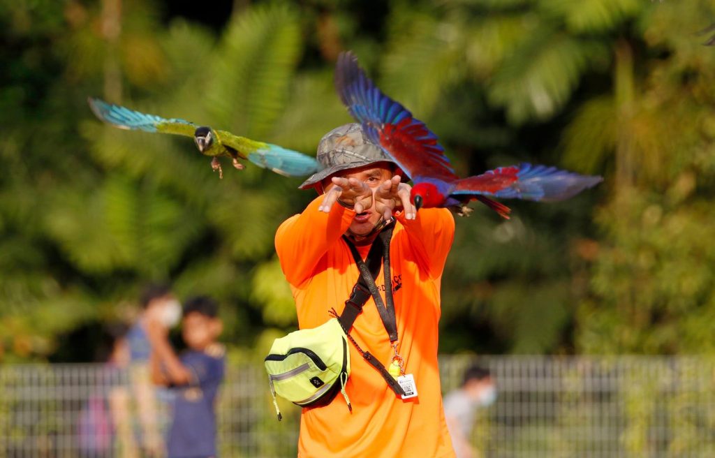 WEEKLY “PARROT MEETS” IN SINGAPORE: BRING YOUR PET PARROTS OUT FOR A ...