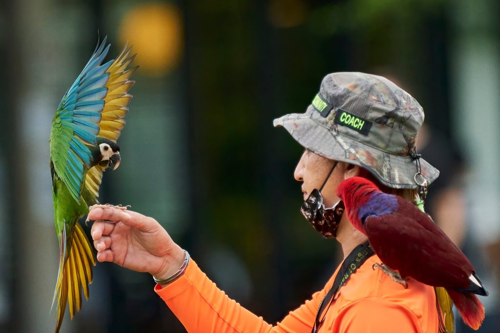 WEEKLY “PARROT MEETS” IN SINGAPORE: BRING YOUR PET PARROTS OUT FOR A ...