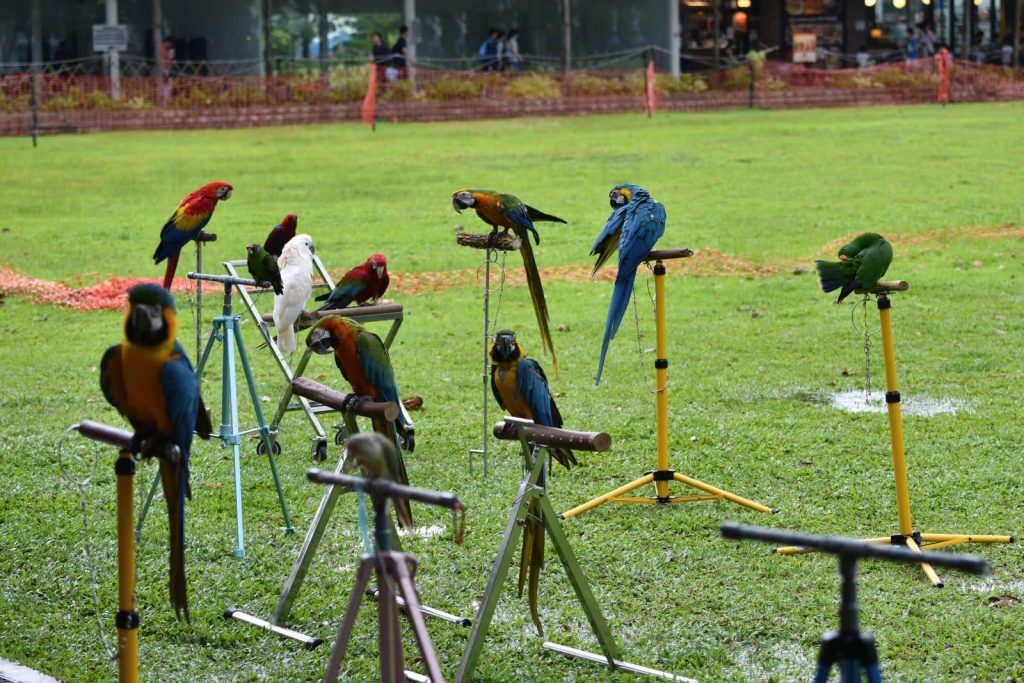 WEEKLY “PARROT MEETS” IN SINGAPORE: BRING YOUR PET PARROTS OUT FOR A ...