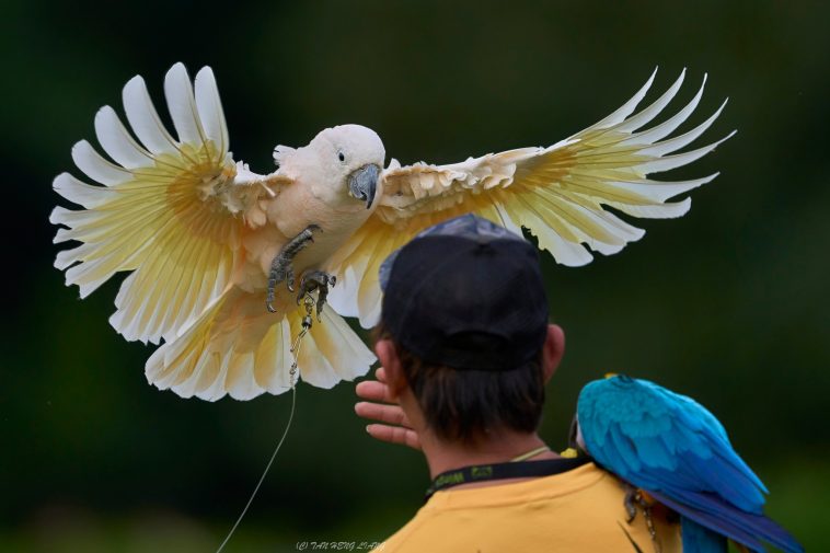 WEEKLY “PARROT MEETS” IN SINGAPORE: BRING YOUR PET PARROTS OUT FOR A ...