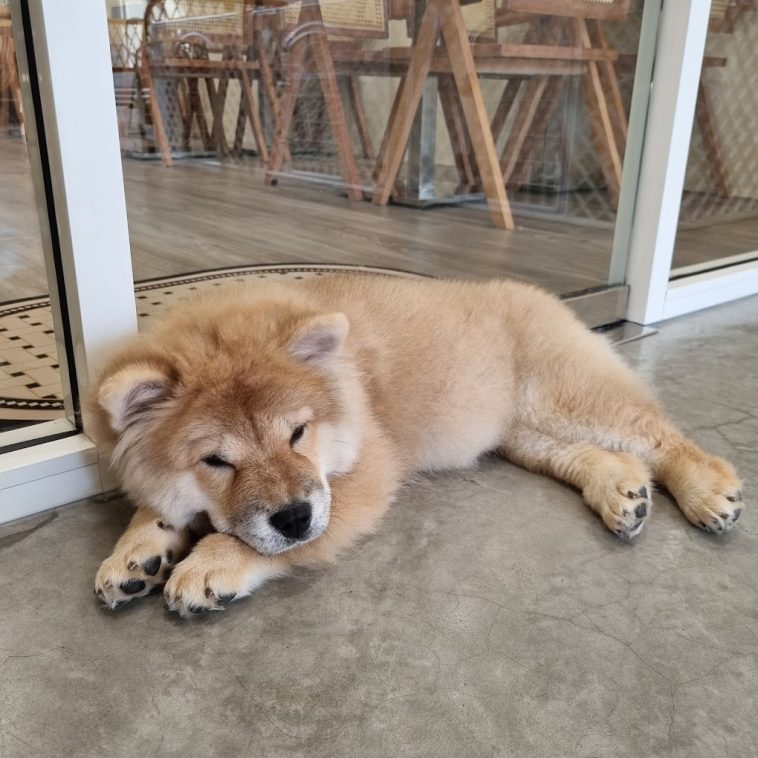 CHILL ‘N CHOW CAFÉ: NEW CHOW CHOW CAFÉ IN JOHOR BAHRU HAS THE FLUFFIEST ...