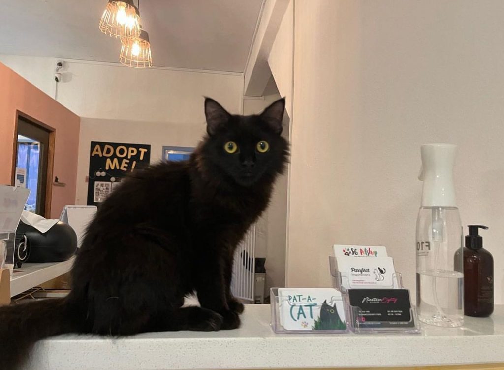 PAT-A-CAT: COSY CAT CAFÉ IN SINGAPORE HOUSES ABANDONED CATS, LETS YOU ...