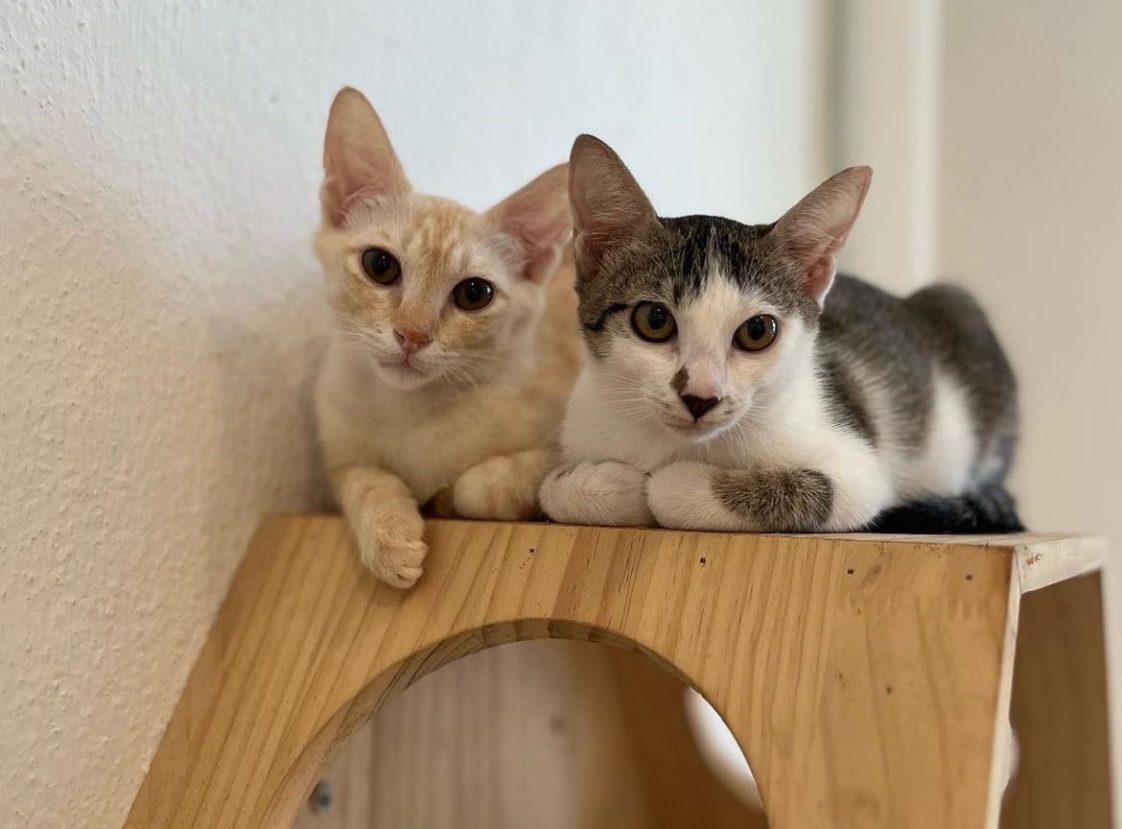 PAT-A-CAT: COSY CAT CAFÉ IN SINGAPORE HOUSES ABANDONED CATS, LETS YOU ...