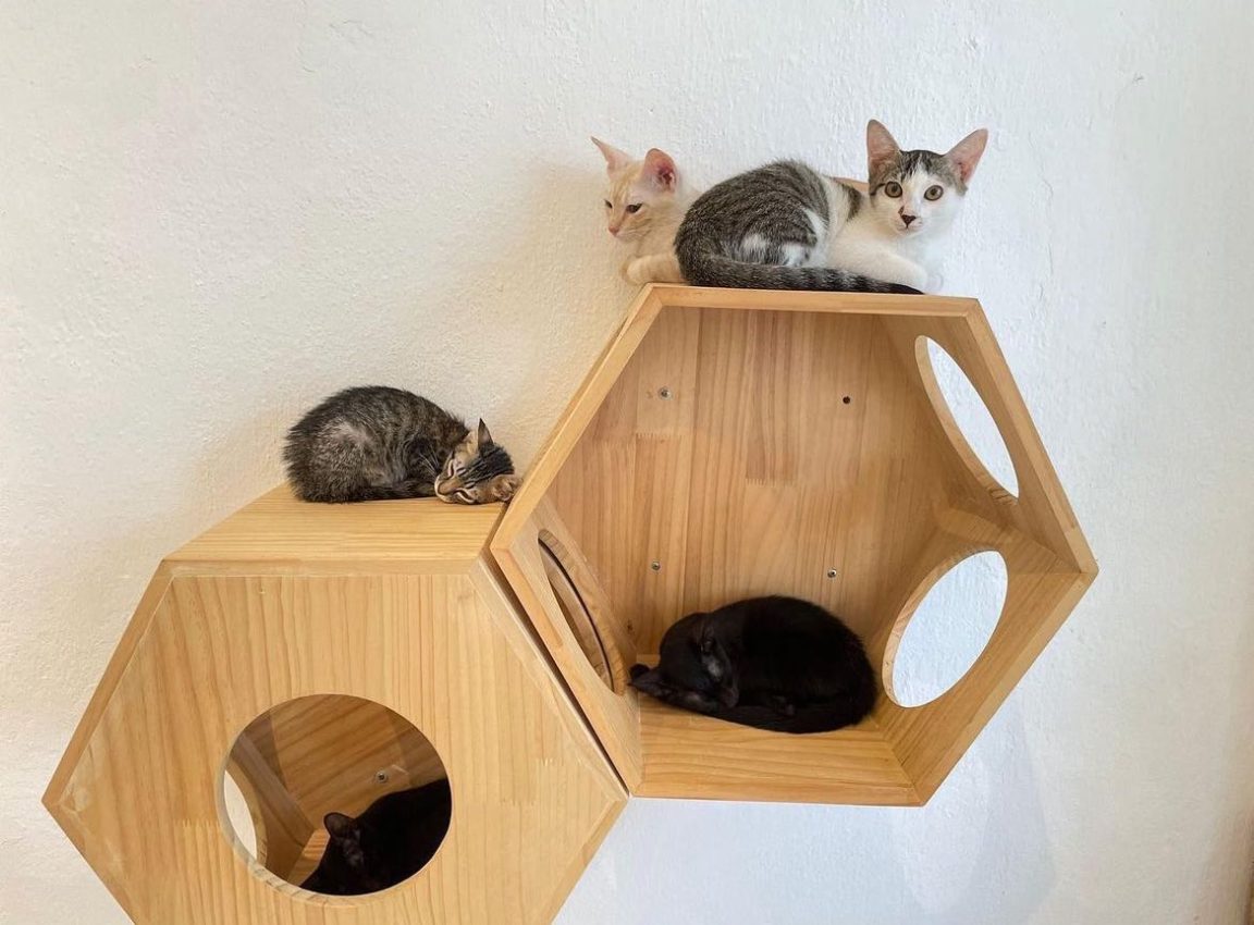 PAT-A-CAT: COSY CAT CAFÉ IN SINGAPORE HOUSES ABANDONED CATS, LETS YOU ...