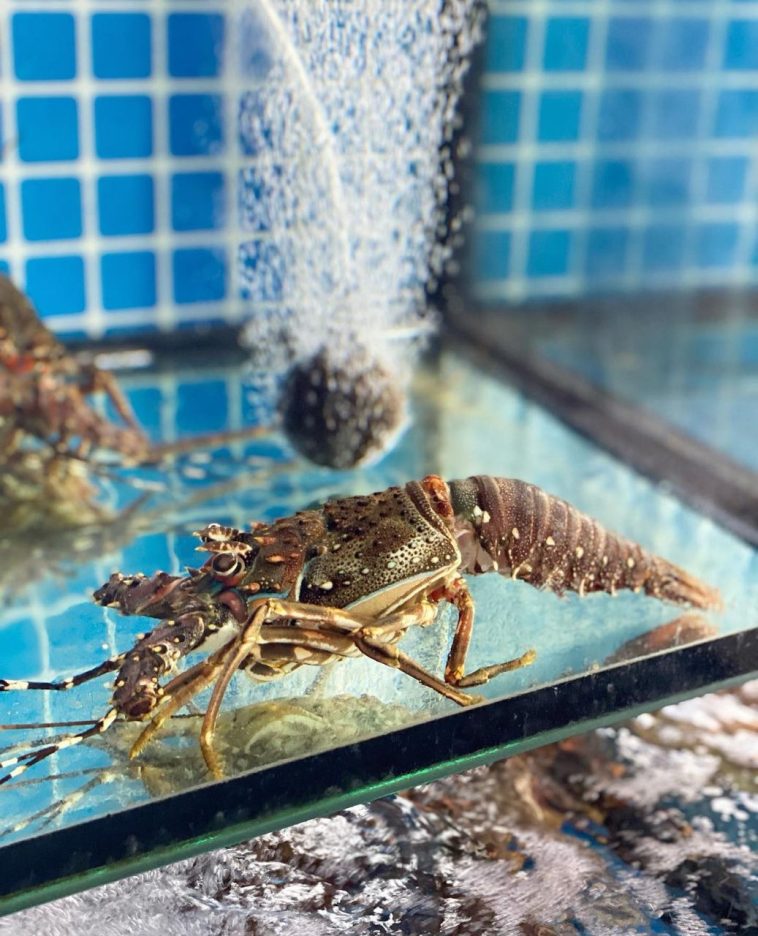 FAMOUS MICHELIN FISH SOUP RESTAURANT OPENS IN JB WITH FRESH LIVE ...