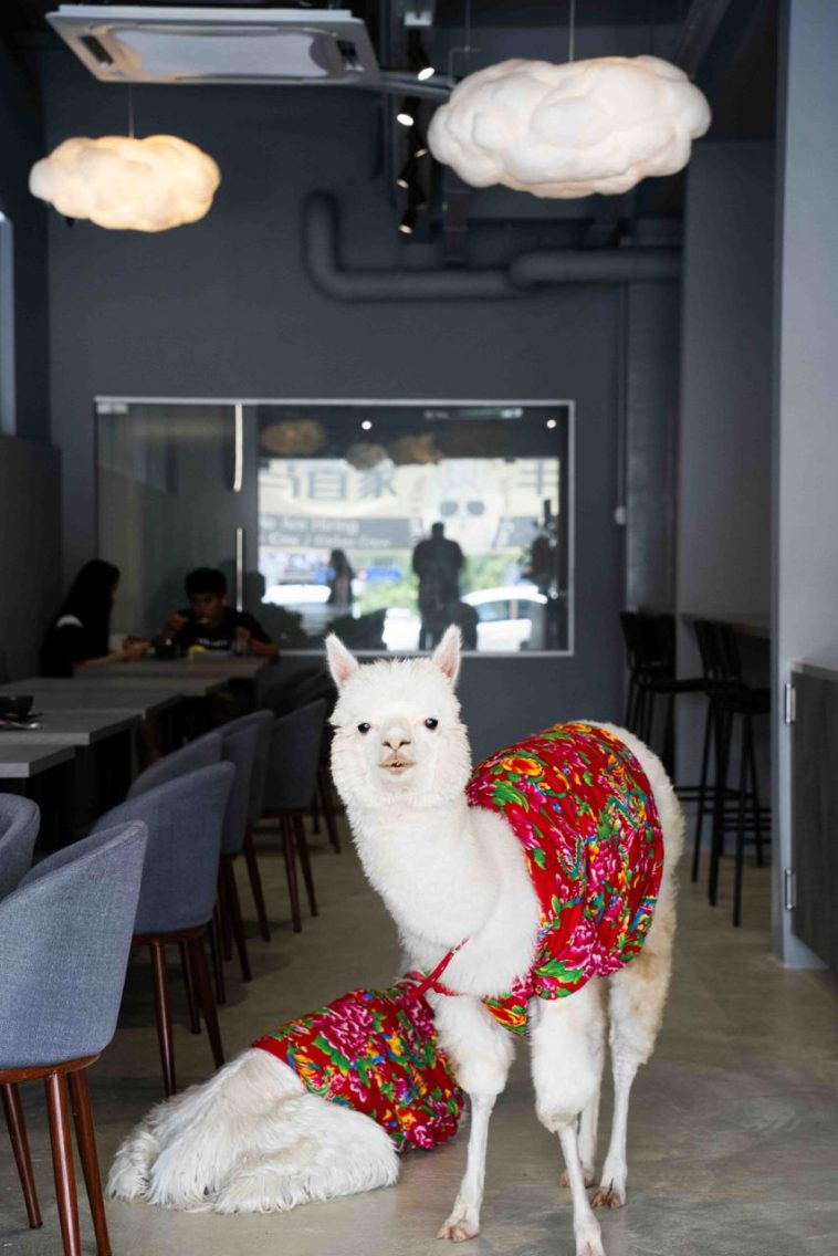 FIRST-EVER ALPACA CAFÉ IN JB WITH NO ENTRANCE FEES OR MINIMUM SPEND ...