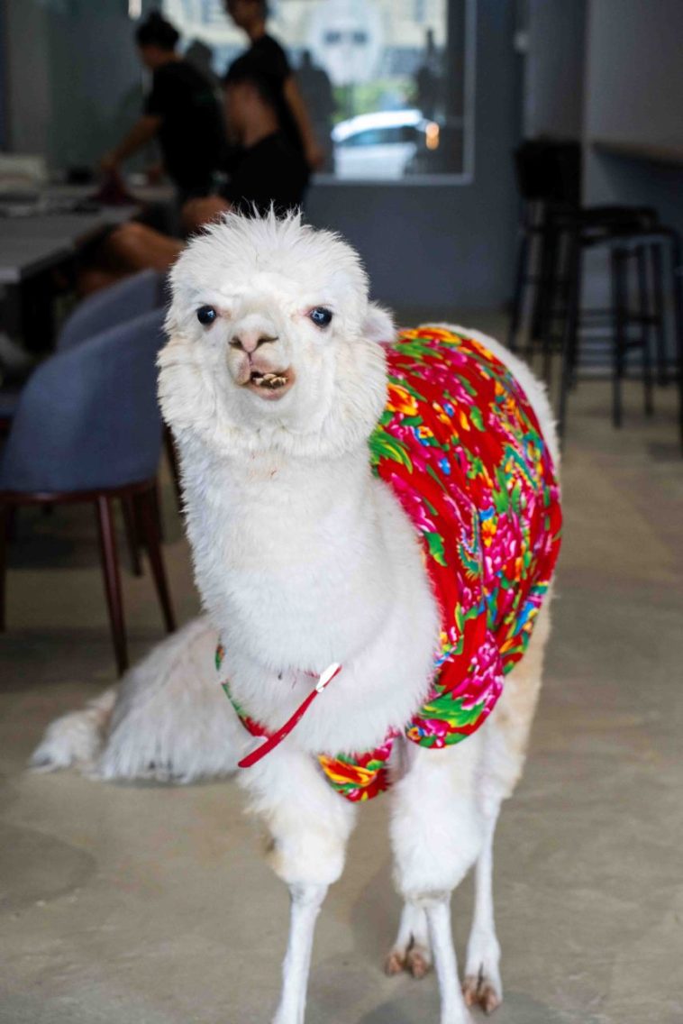 FIRST-EVER ALPACA CAFÉ IN JB WITH NO ENTRANCE FEES OR MINIMUM SPEND ...