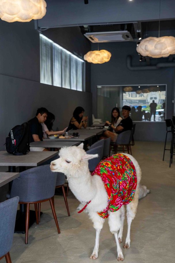 FIRST-EVER ALPACA CAFÉ IN JB WITH NO ENTRANCE FEES OR MINIMUM SPEND ...