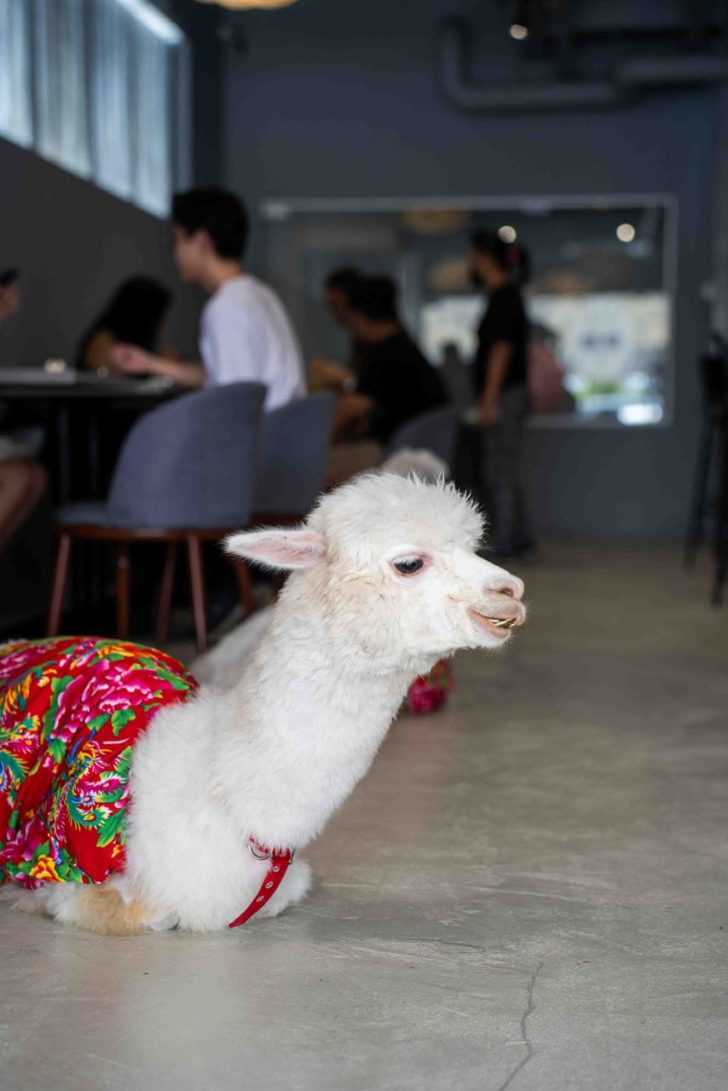 FIRST-EVER ALPACA CAFÉ IN JB WITH NO ENTRANCE FEES OR MINIMUM SPEND ...