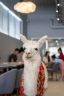FIRST-EVER ALPACA CAFÉ IN JB WITH NO ENTRANCE FEES OR MINIMUM SPEND ...