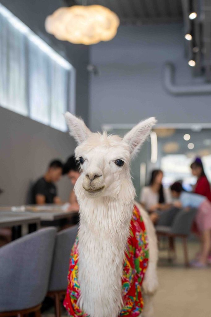 FIRST-EVER ALPACA CAFÉ IN JB WITH NO ENTRANCE FEES OR MINIMUM SPEND ...