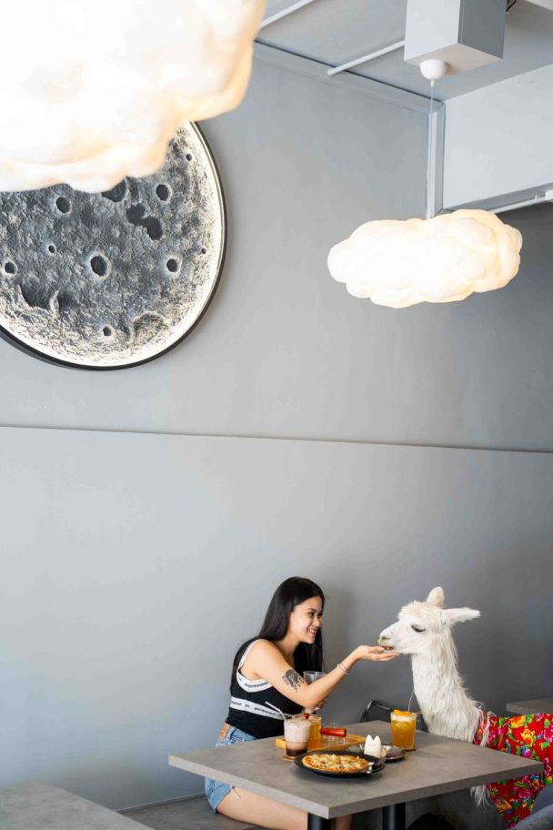 FIRST-EVER ALPACA CAFÉ IN JB WITH NO ENTRANCE FEES OR MINIMUM SPEND ...