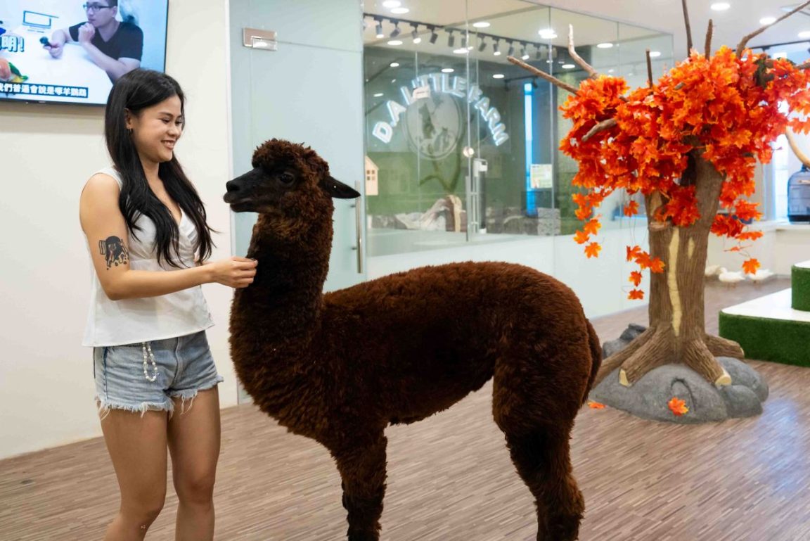 D.A LITTLE FARM: NEW PETTING CAFÉ IN JB WITH OVER 10 KINDS OF EXOTIC ...